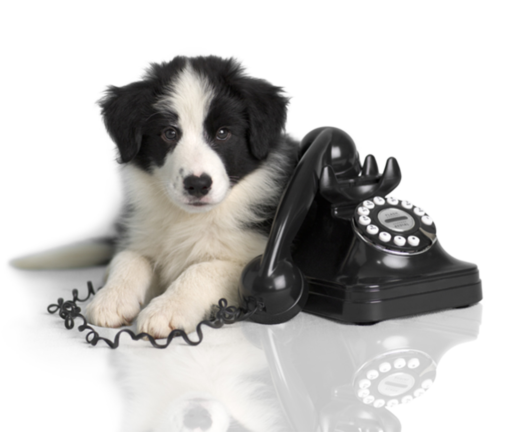 Shake a Paw - Rachael Hale